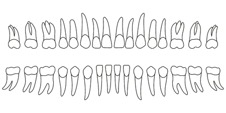 Vector of Set of teeth, diagram front - ID:64318343 - Royalty Free ...