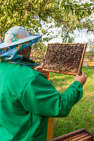 Beekeeper checking a beehive to ensure health of the bee colony or ...