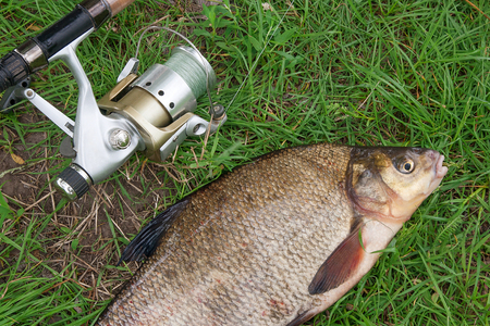 Close up view of just taken from the water big freshwater common bream ...