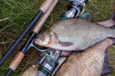 Good catch. Close up view of just taken from the water big freshwater ...