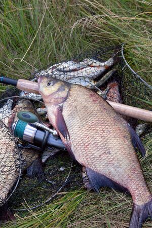 Good catch. Close up view of just taken from the water big freshwater ...