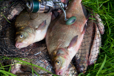 good catch. Just taken from the water big freshwater common bream known ...