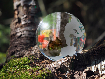 Ball Sphere in the woods on moss. Reflection - animal protein. The ...