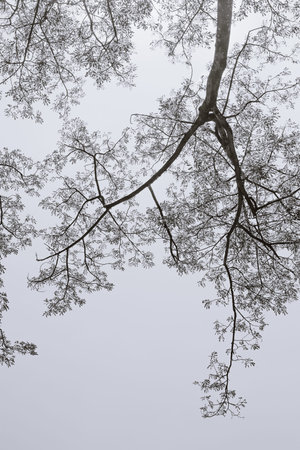 Big tree and branches of tree over head - Color Effect - Stock Image ...