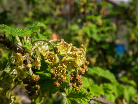 Macro shot of blooming yellow-green flowers of Redcurrants (Ribes ...