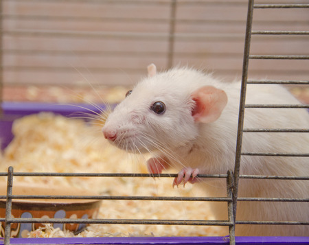 Cute curious white rat looking out of a cage (selective focus on the ...