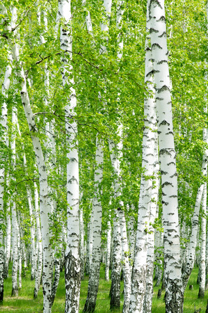White birch trees in the forest in summer - Stock Image - Everypixel