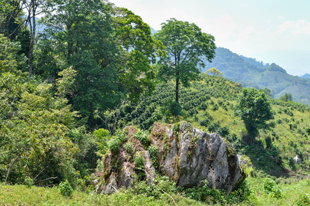 Beautiful landscape of coffee farms on the slopes of the hills ...