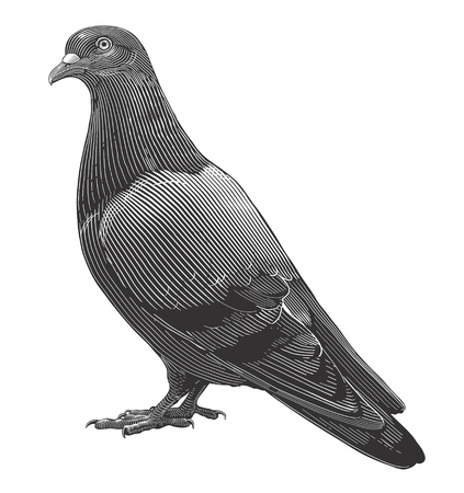 Vector of Vector illustration of Dove in - ID:1-85061998 - Royalty Free ...