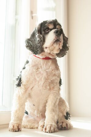 A cute adult American Cocker Spaniel of three colors with a red collar ...