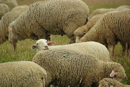 sheep 16 - Stock Image - Everypixel