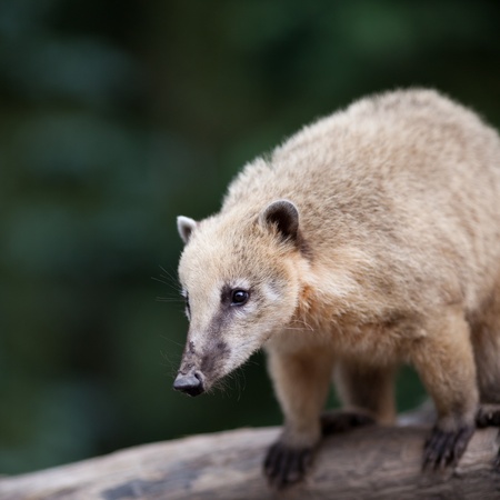 portrait of a very cute White-nosed Coati (Nasua narica) aka Pizote or ...