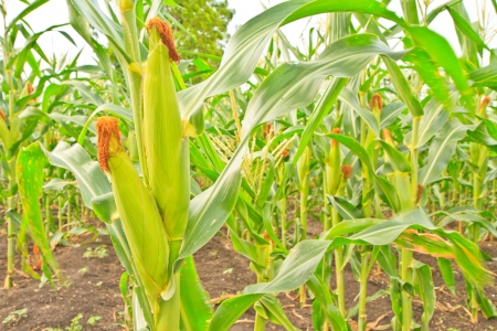 A wall of corn stalks full of corn, in vertical format - Stock Image ...