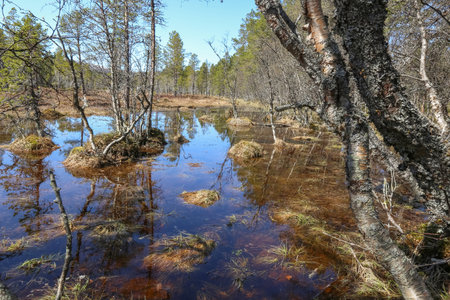 Spring flood on the swamp in the Innerdalen ( Innset), Rennebu municipality, Norwayの写真素材 ...