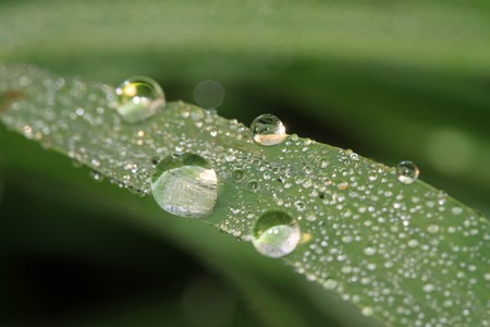 dew on the weed leaf on a green background, can be used as species of ...