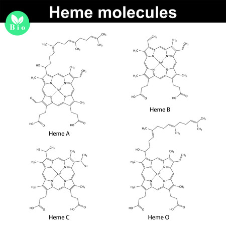 Vector of Heme molecule - structural - ID:1-52558163 - Royalty Free ...