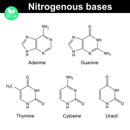 Vector of Nitrogenous bases molecular - ID:1-68043237 - Royalty Free ...