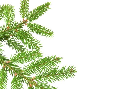 green banch of fir isolated on whiteの写真素材 [40008086425] - イメージマート