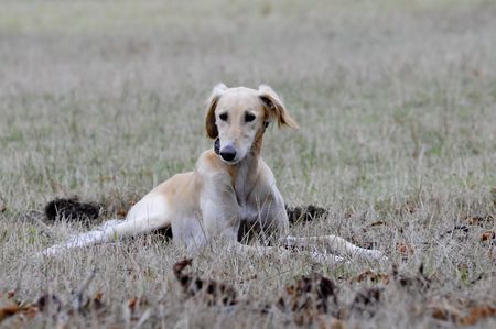 dog run,Levrier of Afgan and Iranの写真素材 [40006337466] - イメージマート