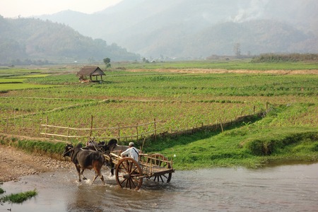 Farmer working in the field with water buffalo, shan state, Kyaukme ...
