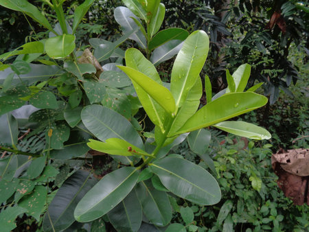 Photo of Green small Calophyllum - ID:1-143716461 - Royalty Free Image ...