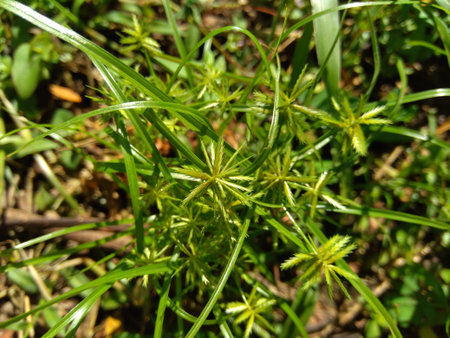 Photo de Cyperus rotundus (coco-grass, - ID:147893053 - image libre de ...