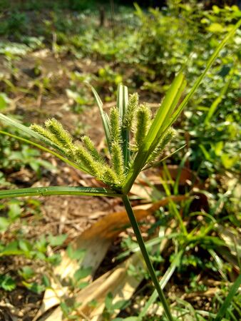 Photo de Cyperus rotundus (coco-grass, - ID:147893003 - image libre de ...
