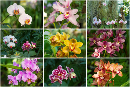 Collage of bright beautiful orchids. Collection of rare species of ...