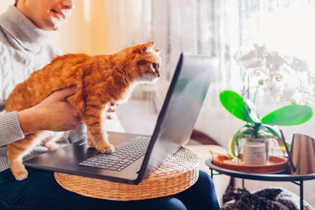 Remote job. Young man working online from home with pet using laptop ...