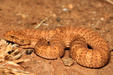 Photo of The desert death adder is a - ID:1-58675063 - Royalty Free ...