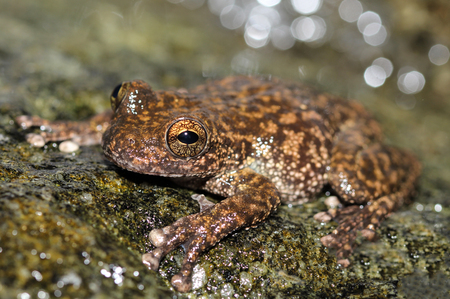 The Australian waterfall frog or torrent treefrog is a species of tree ...