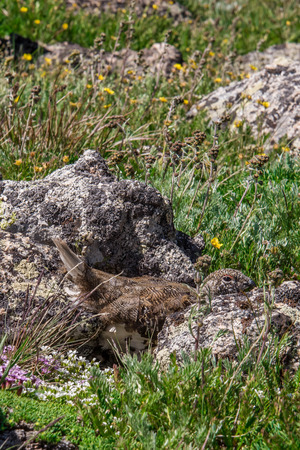 mountain landscape scenery above timberline with Ptarmigan camouflaged ...