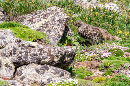 mountain landscape scenery above timberline with Ptarmigan camouflaged ...