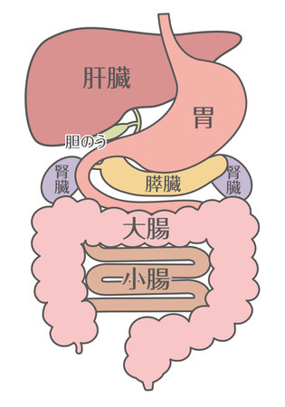 Vector of Human body (structure of - ID:1-191116966 - Royalty Free ...