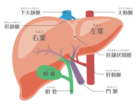 Vector of human body Structure - ID:1-191116994 - Royalty Free Image ...