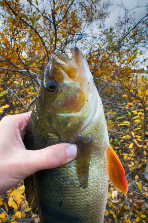 good spining fishing on Northern rivers. Big perch fish in hands, catch ...