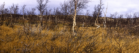 Photo of Earth natural zones. Northern - ID:106555852 - Royalty Free ...