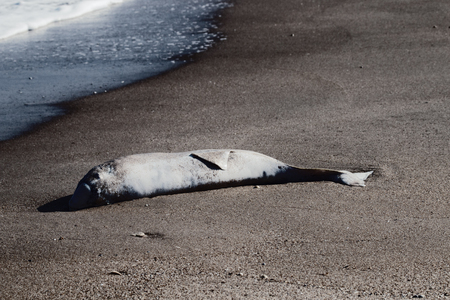 Photo of Dead Dolphin on beach. Common - ID:1-115994551 - Royalty Free ...