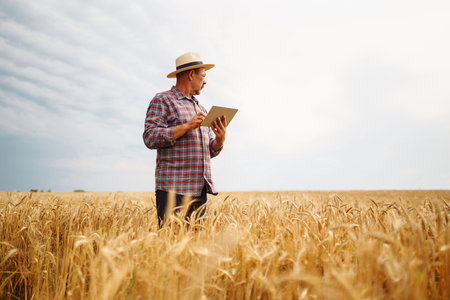 Farmer checking wheat field progress, holding tablet using internet ...