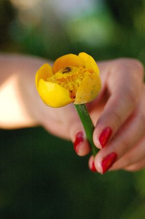 a hand with red colored nails shows a flower of Spatterdock, Cow lily ...
