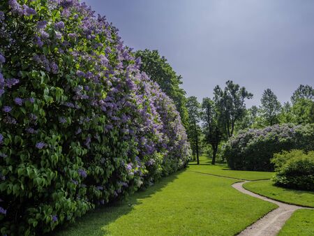 Large lilac (Syringa vulgaris) hedges blooming in the park, Herttoniemi ...