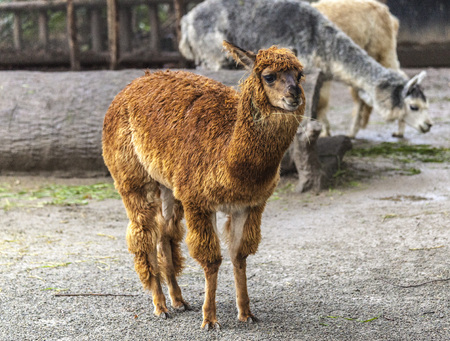 Lama face closeup. Lama glama. Lama glama in the farm in Peru. - Stock ...