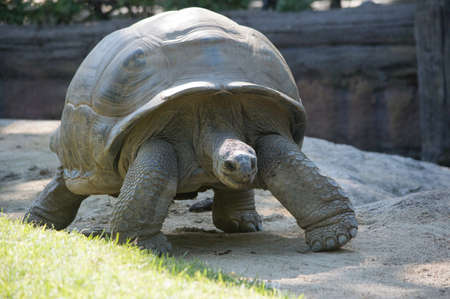 A rare specimen of the Galapagos Tortoise - Stock Image - Everypixel