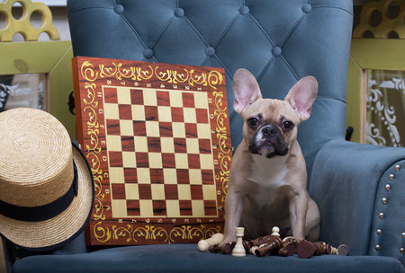 The bulldog dog sits on the chess pieces and the chessboard stands ...