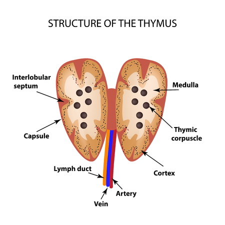 Vector of Structure of the thymus. The - ID:71056808 - Royalty Free ...