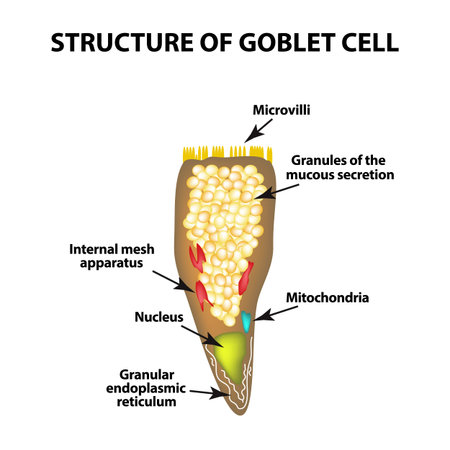 Vector of Structure Goblet cells of the - ID:1-97575046 - Royalty Free ...