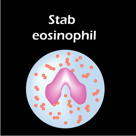Vector of Eosinophil structure. - ID:1-144399088 - Royalty Free Image ...
