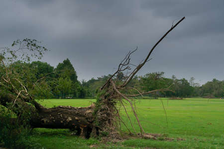 Photo of Super cyclone Amphan uprooted - ID:1-171099962 - Royalty Free ...
