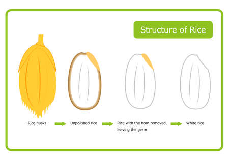 Vector of English version of rice - ID:1-169811651 - Royalty Free Image ...
