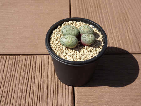 Succulents in the roof garden Conophytum Wittebergense Small branch ...